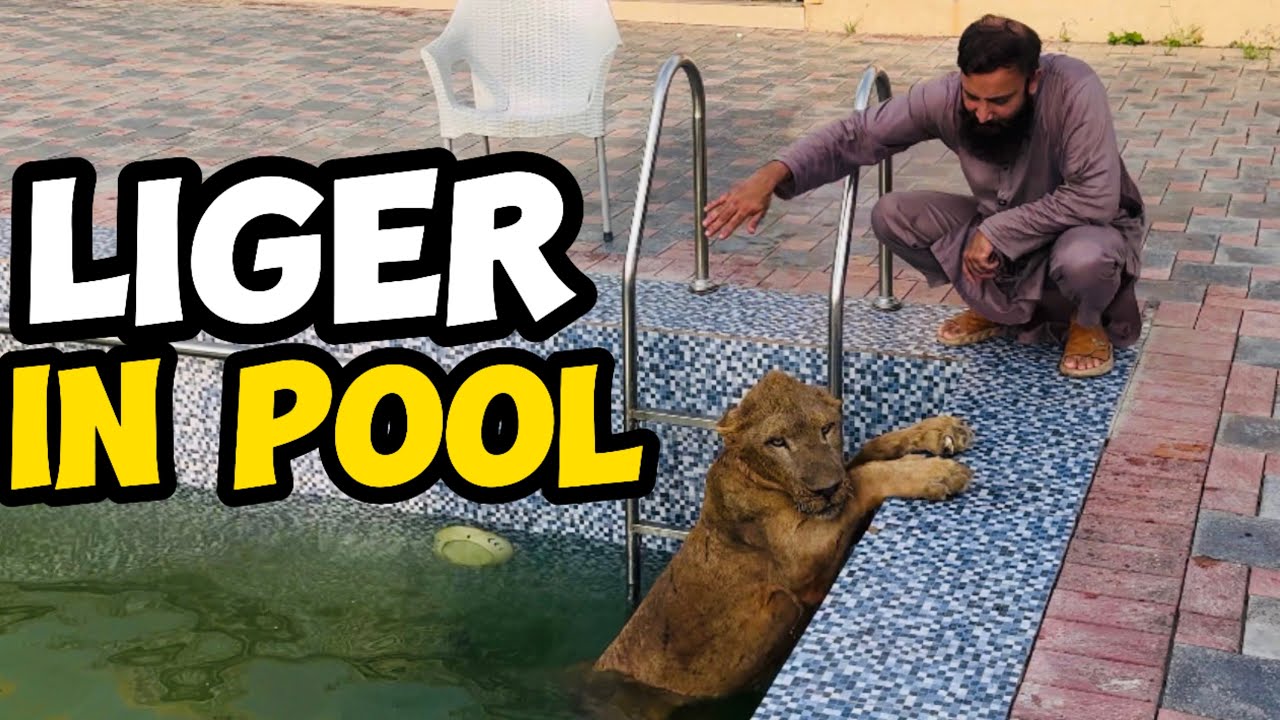 Liger Ko Pool Mai Nehla Dia 🦁😱 - YouTube