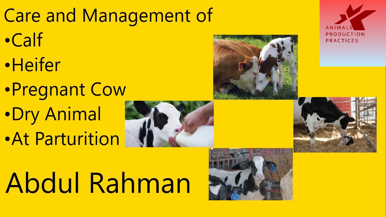 Care and Management of Cow | Calf |Heifer | Pregnant Cow | livestock ...