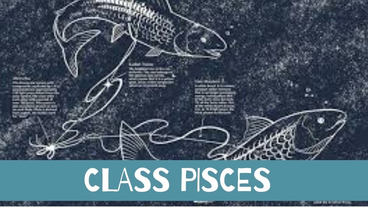 Class Pisces ( Fishes ) | General Characteristics & Classification Of ...