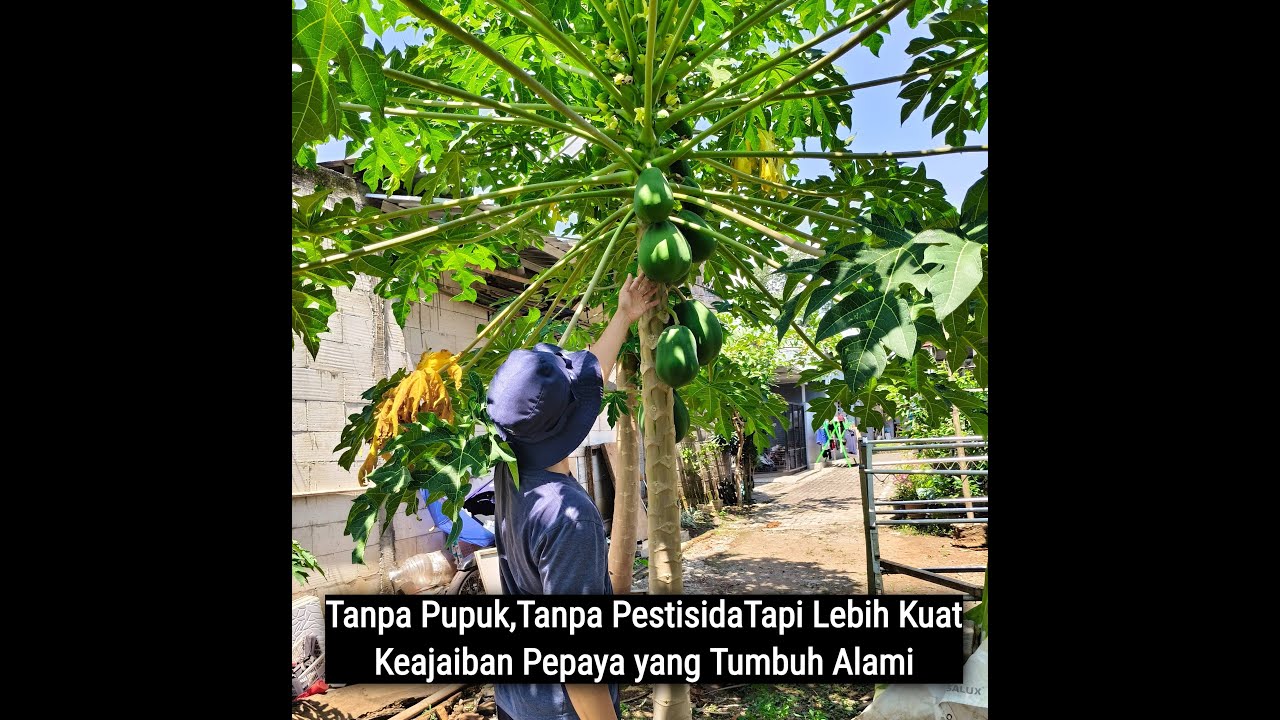 Rahasia Pepaya Liar: Mengapa Pepaya Alami TumbuhLebih Sehat dari Pepaya ...