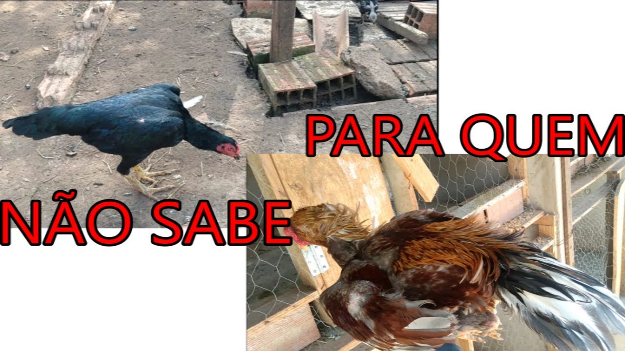 PARA QUEM NÃO SABE, COMO DIFERENCIAR UM FRANGO/GALO DE UMA FRANGA ...