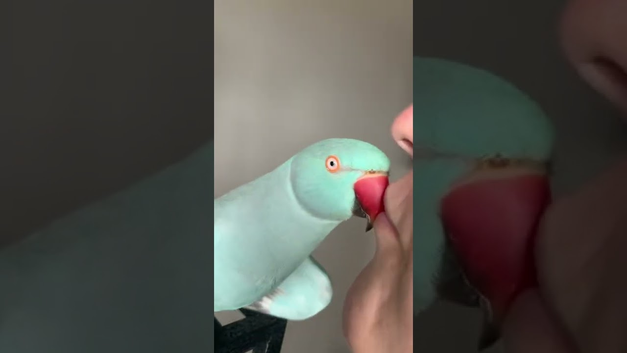 New trick for the blue chicken 💙🥰 #parrot #talkingbirds #funnyparrot # ...