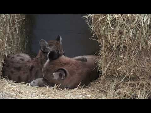 Como Zoo's New Puma Cubs