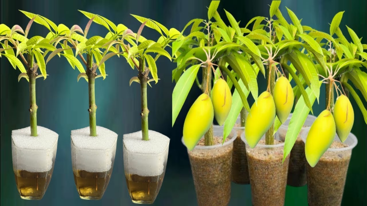 COMBINATION OF 5 MANGO BREEDING SUBSTANCES using coca, steng, b1, c ...