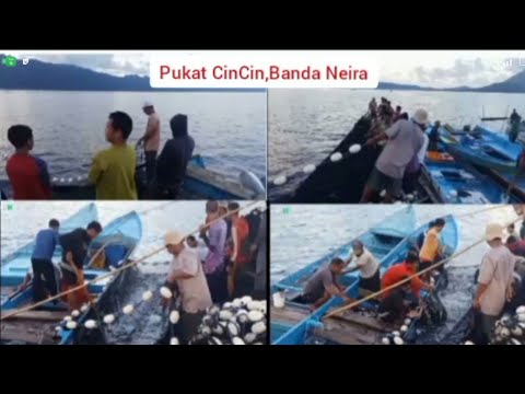 Nelayan Pukat CinCin,Banda Neira Maluku Tengah,Ikan Momar/Ikan Layang ...