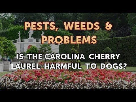 Are Laurel Bushes Poisonous To Dogs