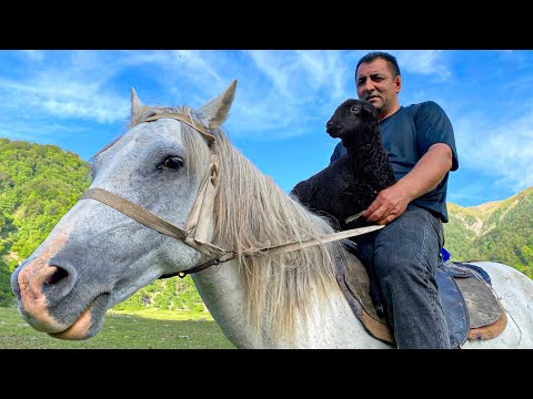 Bir Çoban Yaşamında Bir Gün! Doğanın En Lezzetli Akşam Yemeği