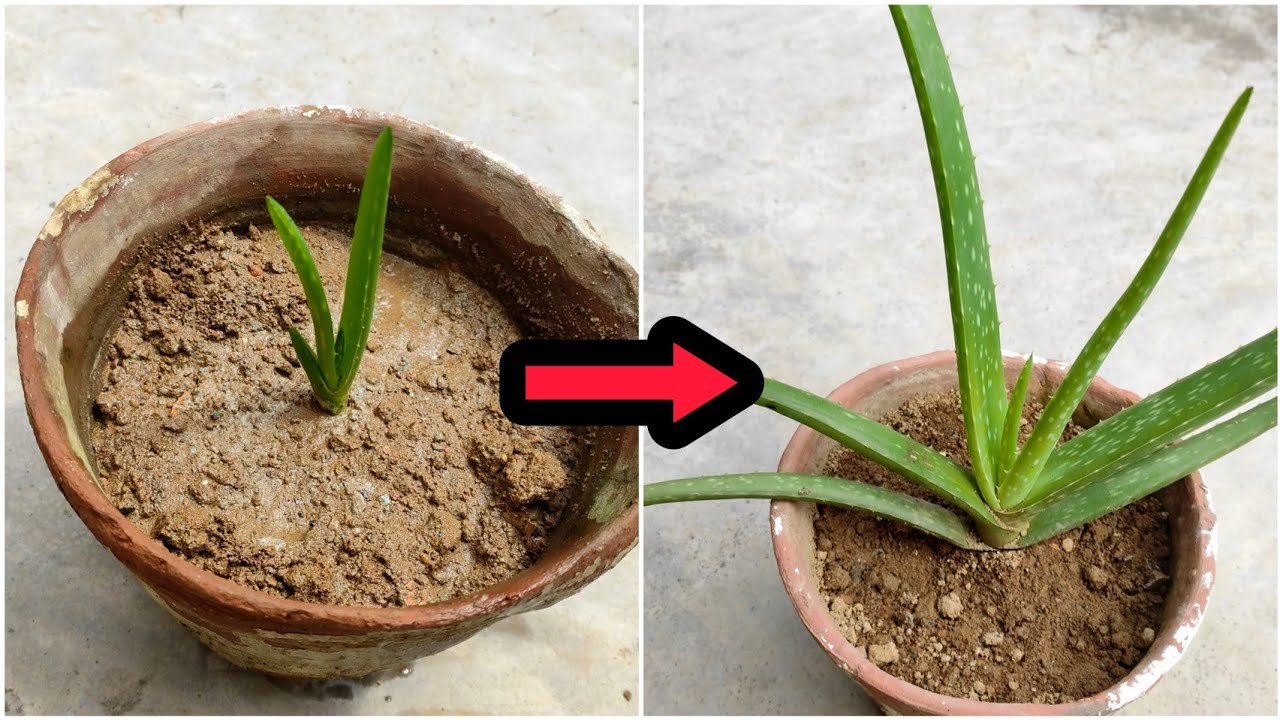 How to Grow Healthy Alovera Plant In Fast Way | My Gardening life - YouTube