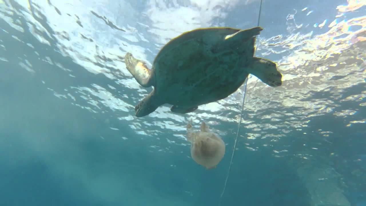 Turtle Eating A Jellyfish - YouTube