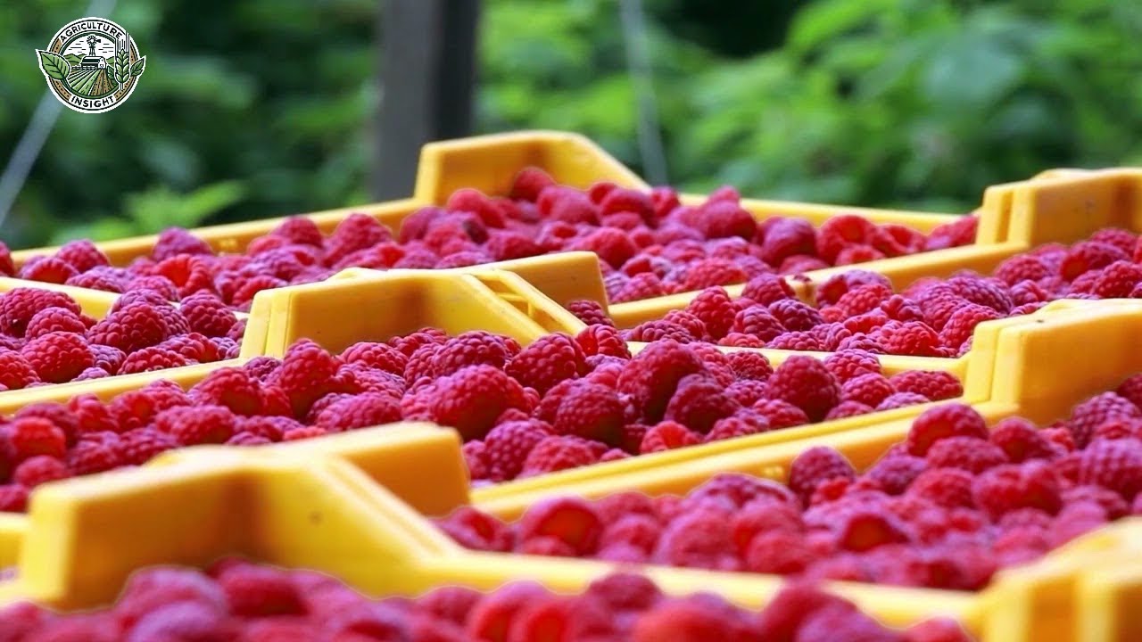 374 Million Pounds of Raspberries Are Harvested by American Farmers ...