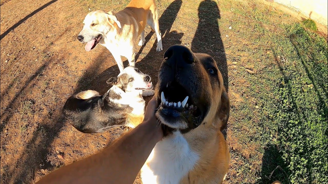 Vivo con 6 perros adoptados y te cuento su historia 🐶 - YouTube