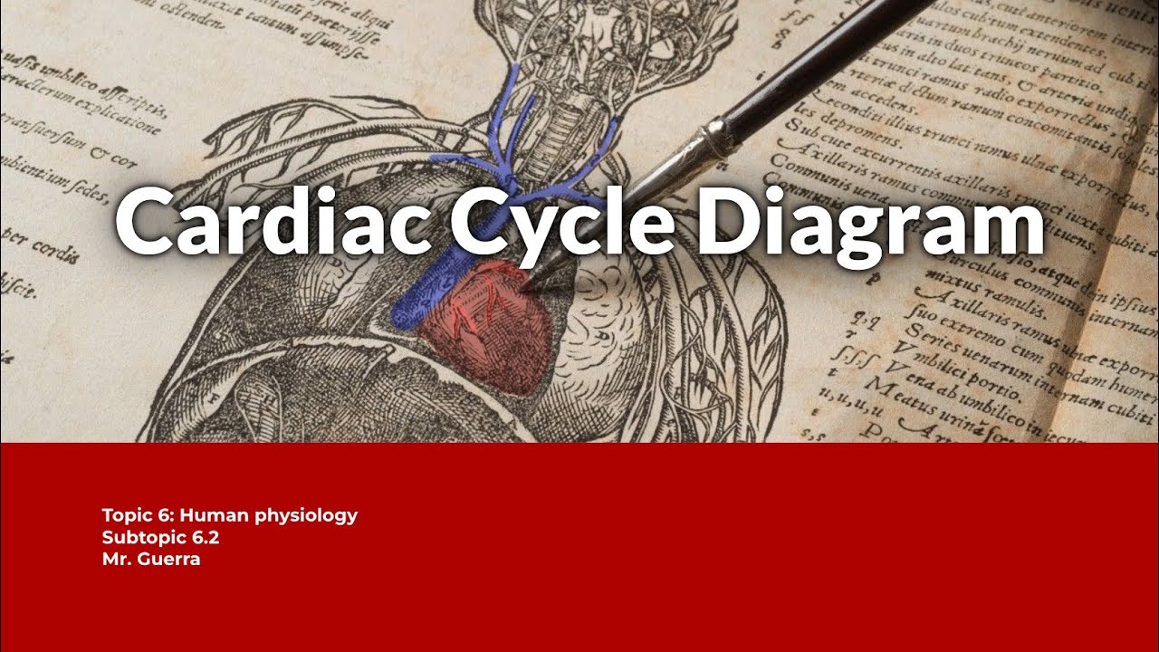 Cardiac Cycle Diagram - IB Biology Topic 6.2 The Blood System - YouTube