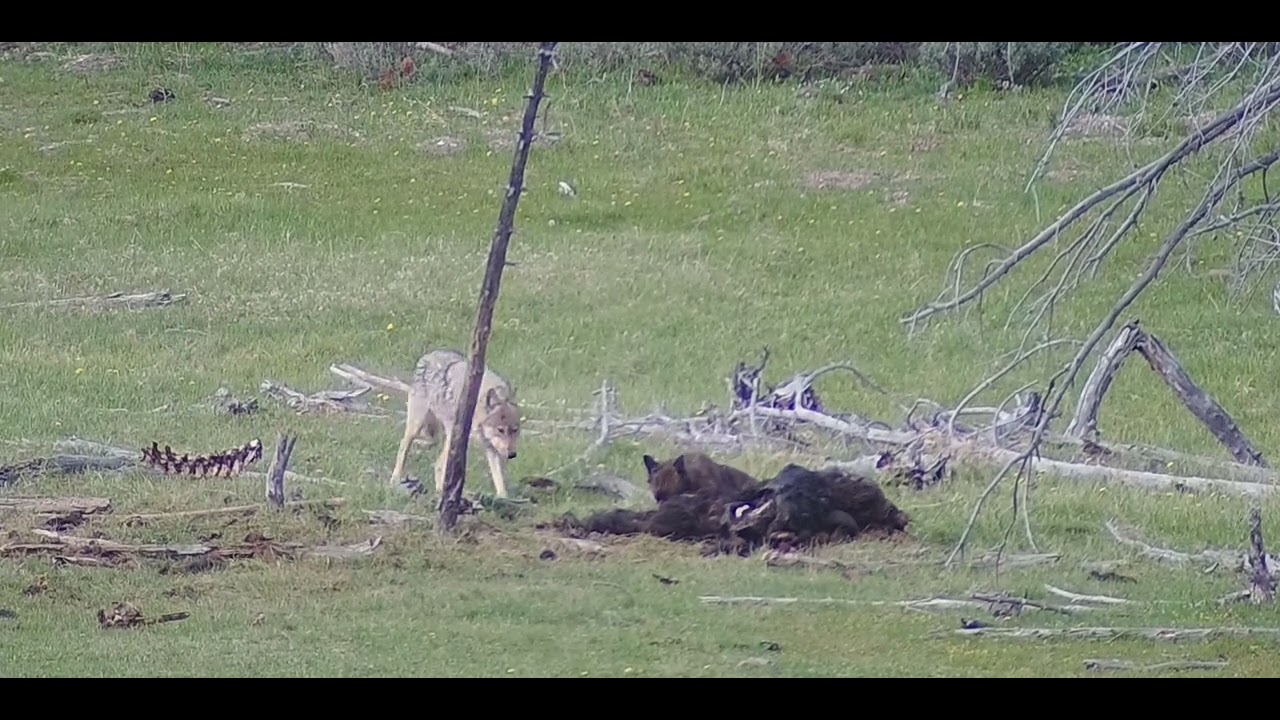 awesome wolf encounter in Yellowstone national Park on 6/6/24 - YouTube