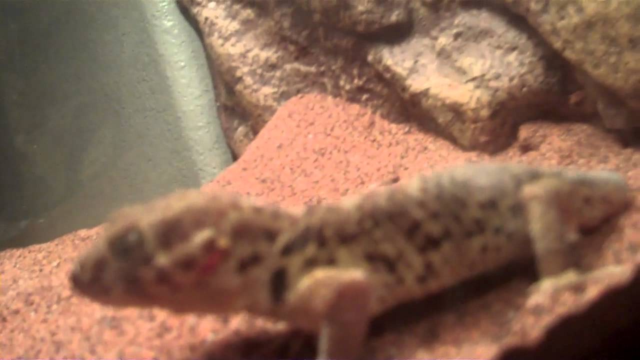 Frog Eyed Gecko - YouTube