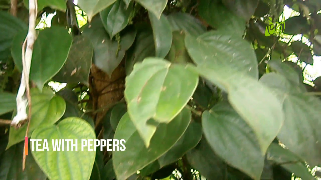 20P Tea Cultivated Land for Sale in Matugama. - YouTube