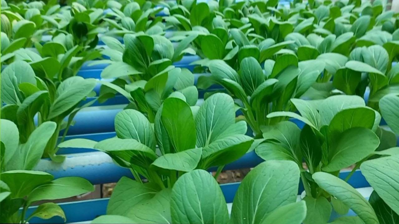 How to grow dwarf cabbage, net house, Vegetables hydroponic, AC Rechana ...