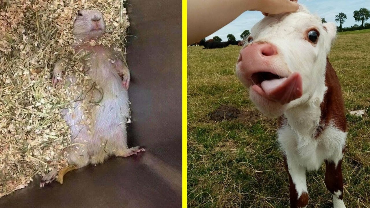 Unforgettable Moments Captured When Animals Did Something Hilariously ...
