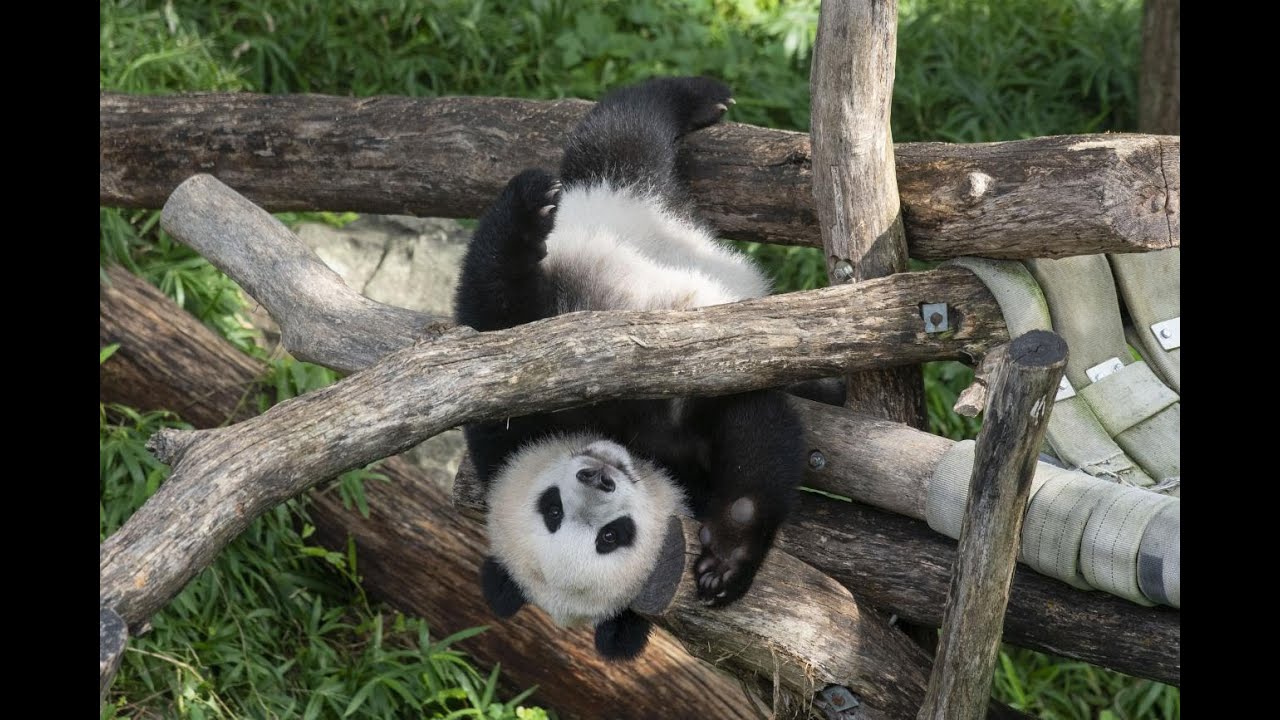 Zoo Negara Part -2😃 Witnessed Panda and Black Panther👀 - YouTube