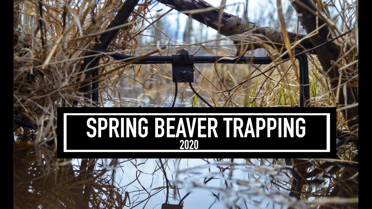 Spring Beaver Trapping - How to set a 330 with results! - YouTube