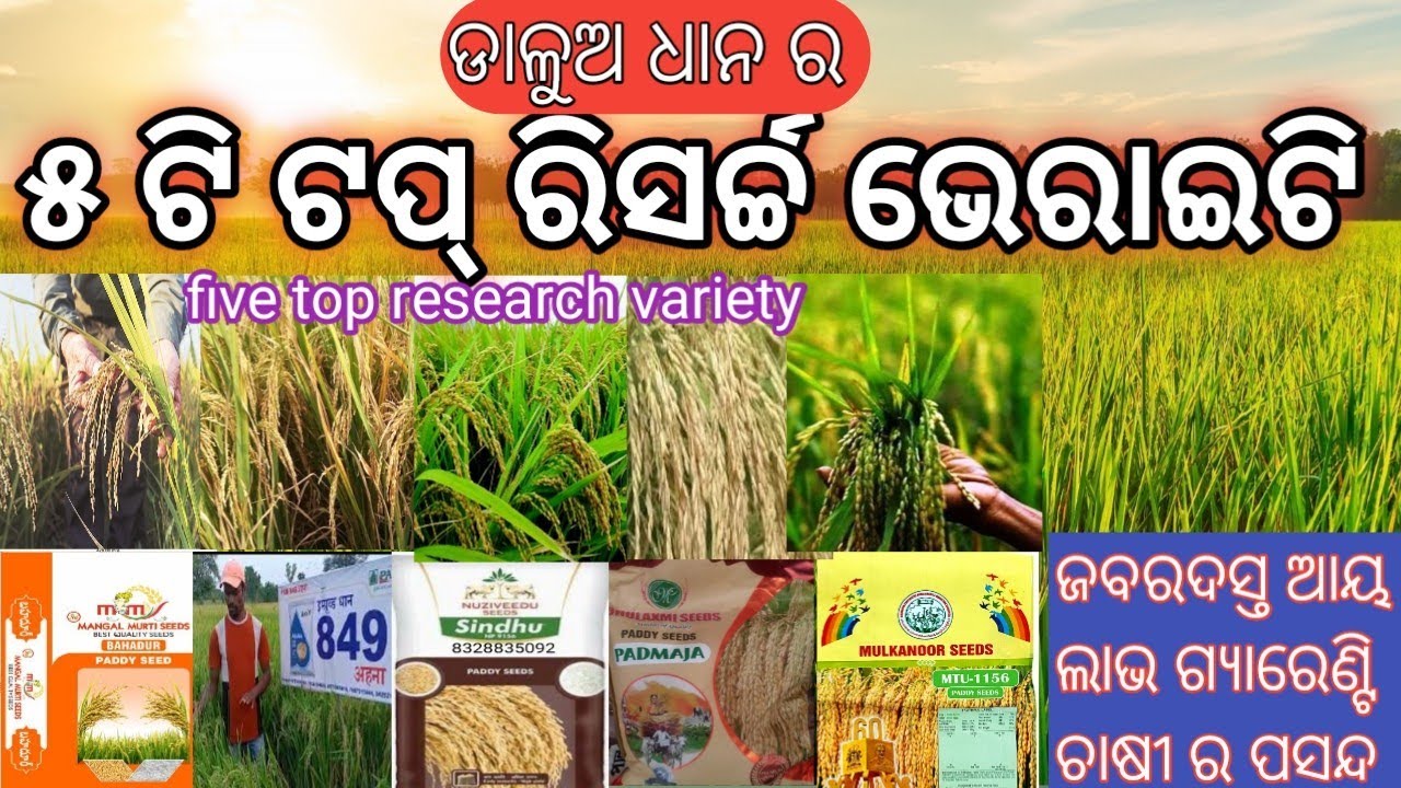 ୫ ଟି ଟପ୍ ରିସର୍ଚ୍ଚ ଧାନ ଭେରାଇଟି// five top research rabi variety// best ...