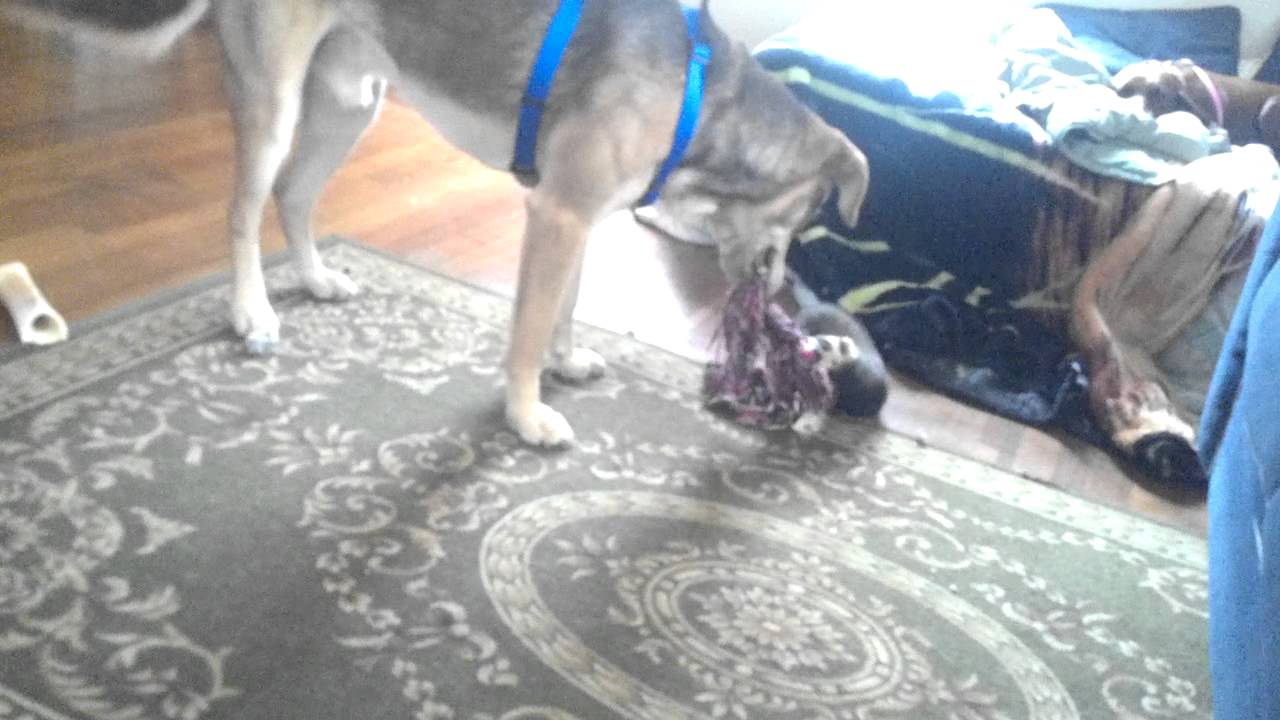 Dog vs ferret - YouTube