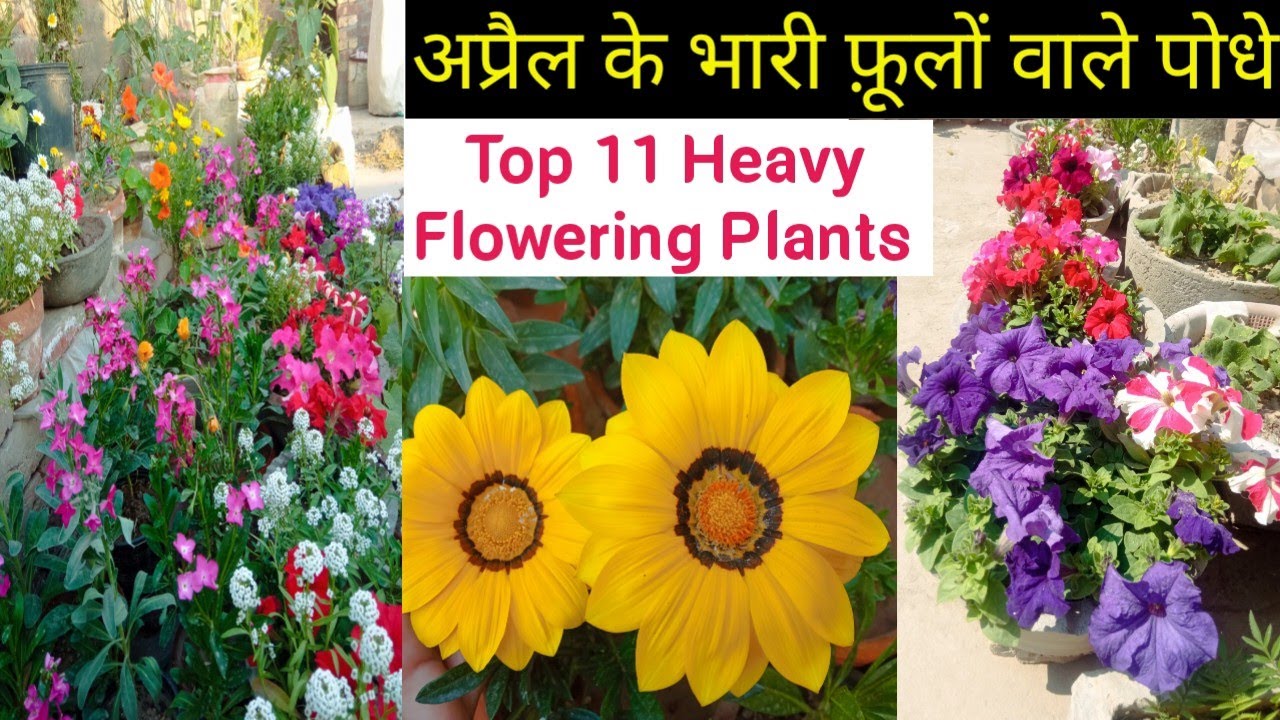 March Spring Season Heavy Flowering Plants 2024|मार्च-अप्रैल ...