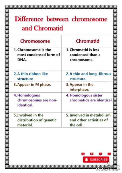 Difference between chromosome and chromatid - YouTube