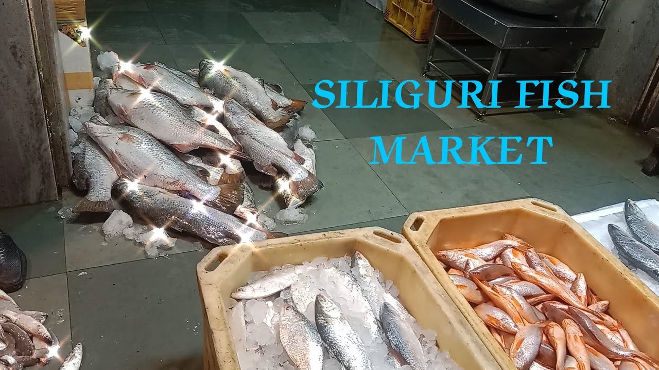 🥀🥀|SILIGURI FISH MARKET|#fishmarket #fish 🥀🥀#siliguri#jalpaiguri ...