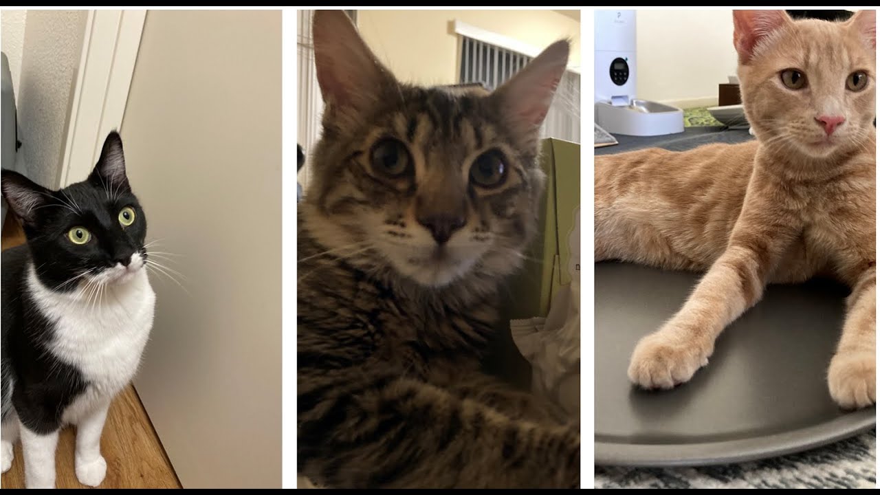 Happy weekend with three cute cats 😸😸😸😸😸 - YouTube