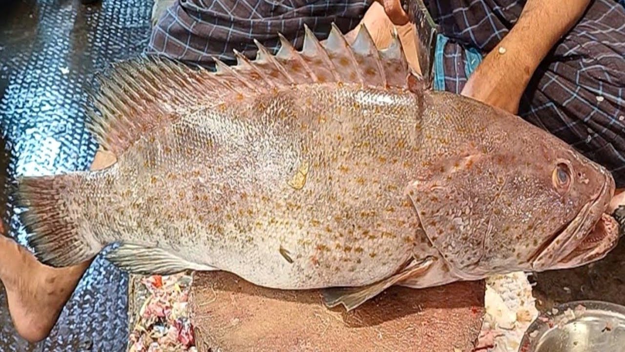 Amazing Cutting Skills - Giant Grouper Fish Cutting By Expert Fish ...