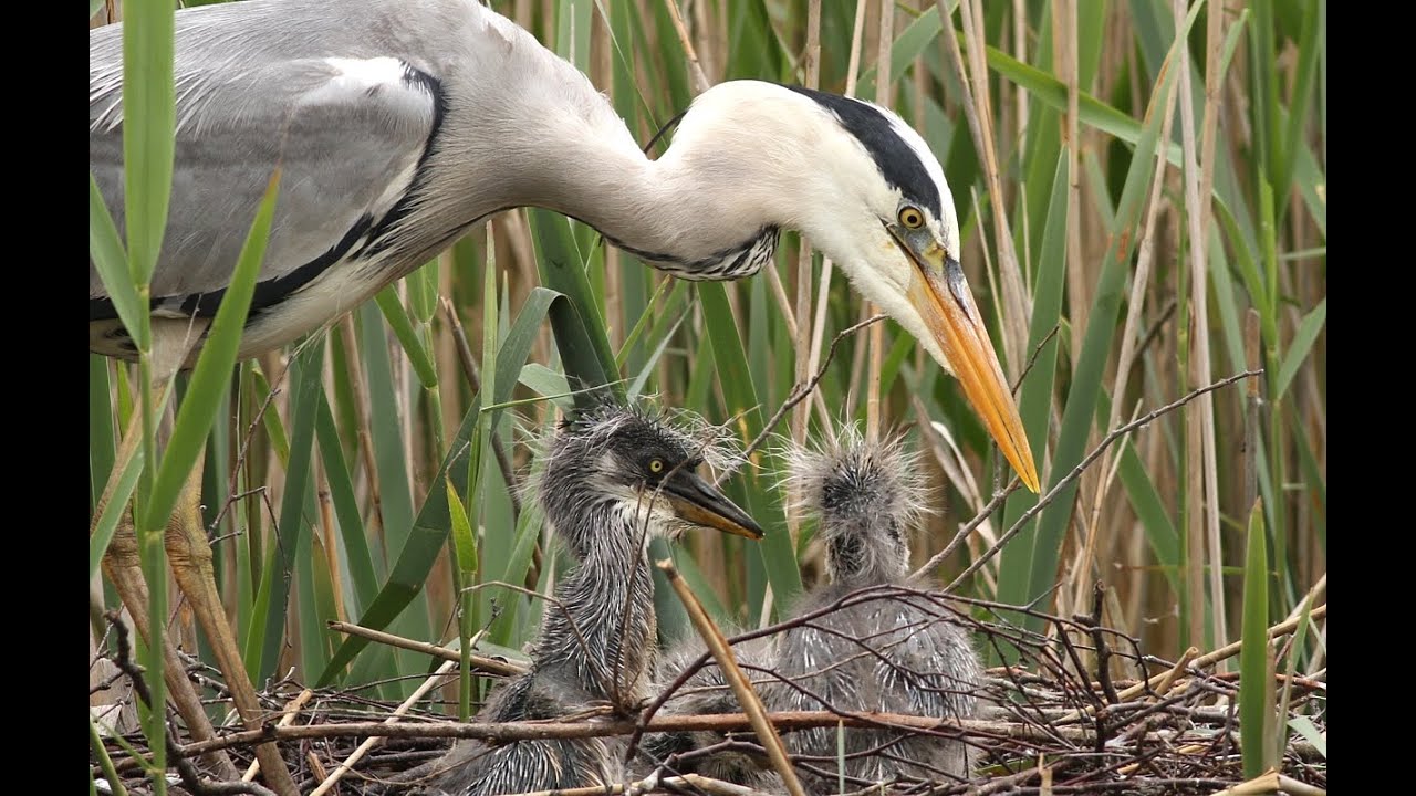 Graureiher, Fischreiher, Grey Heron, Ardea cinerea. Aus dem Leben eines ...