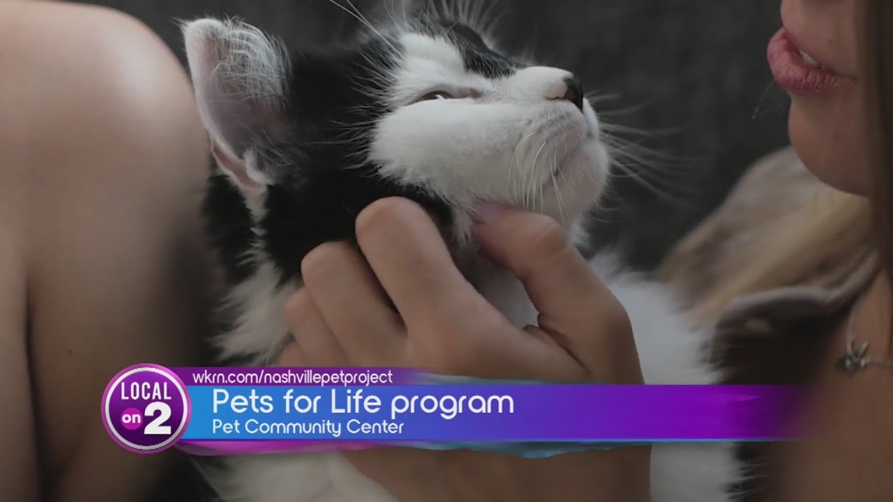 The Nashville Pet Project takes over WKRN - YouTube
