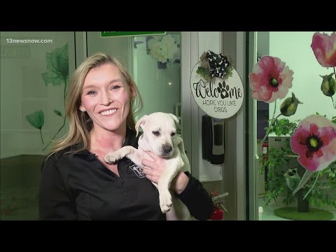 It's Paws for Charity Day! Help abused, neglected animals in Hampton ...
