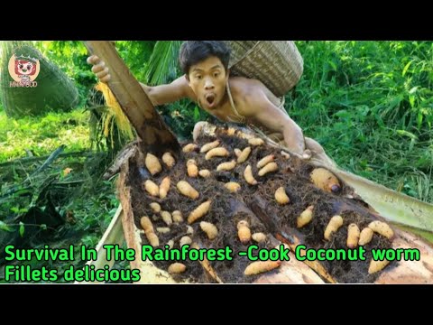 Survival In The Rainforest -Cook Coconut worm Fillets delicious - YouTube