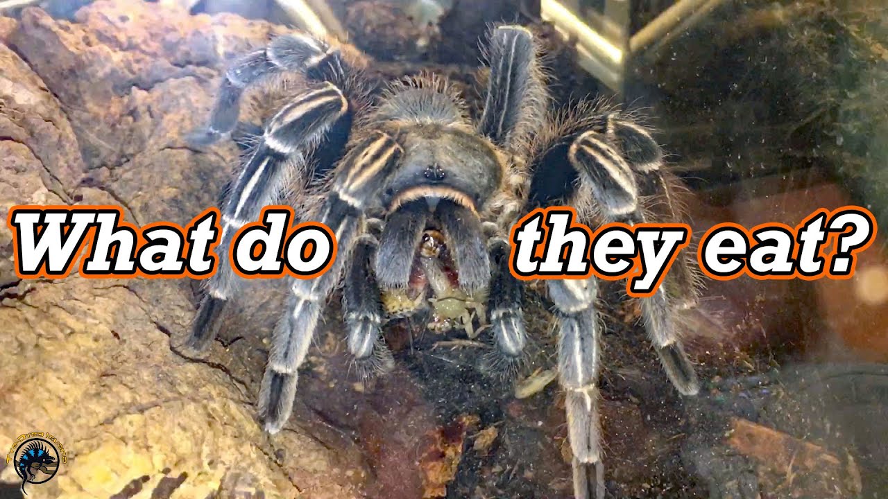 What Do Tarantulas Eat? -- Types of Feeders and How Much to Feed Them ...