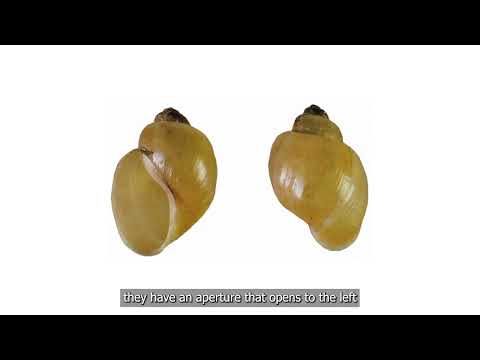 How to identify different snail species that transmit bilharzia and ...