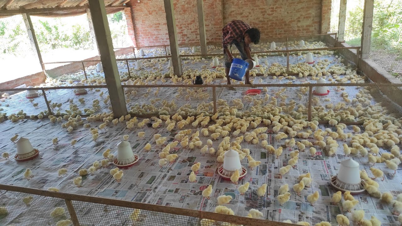Day 1 chicks placement | today fainaly chicks placement | day 1 to day ...