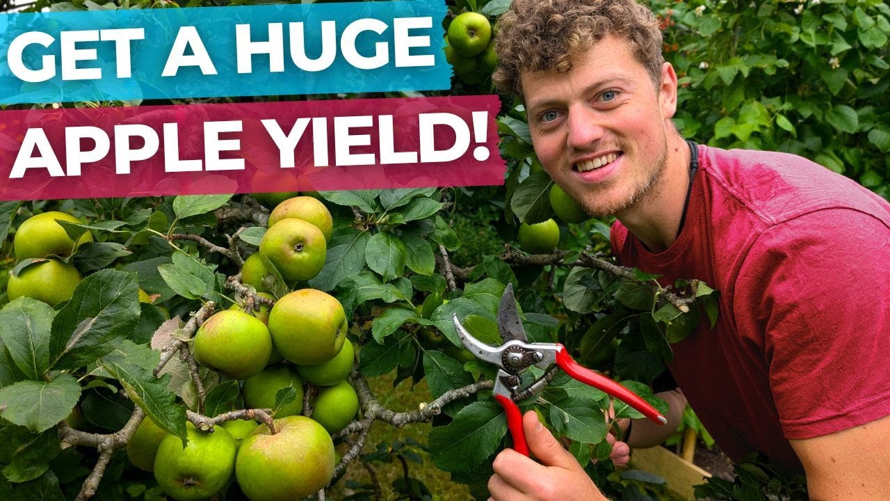 How to Grow a Big Apple Yield on Your Fruit Trees | Pruning Walkthrough ...