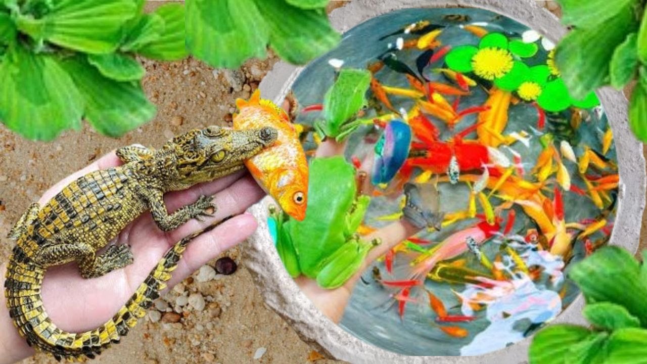 Catch Fancy Ornamental Fish in Tiny Pond, Black Guppy, Platinum Guppy ...