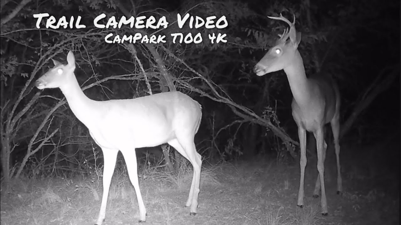 Gray Foxes, Deer, Raccoon, Wild Hog CamPark T100 4K Trail Camera Video ...