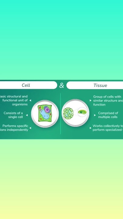 difference between cell and tissue #cell vs tissue # biology #cell#Tissue#shorts#viral short ...