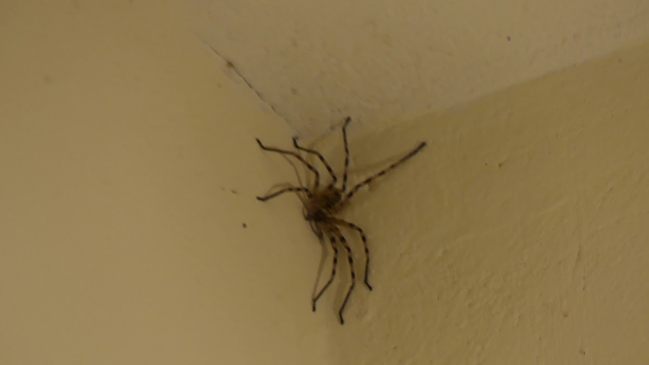 The Green Huntsman Spider on Crete - YouTube