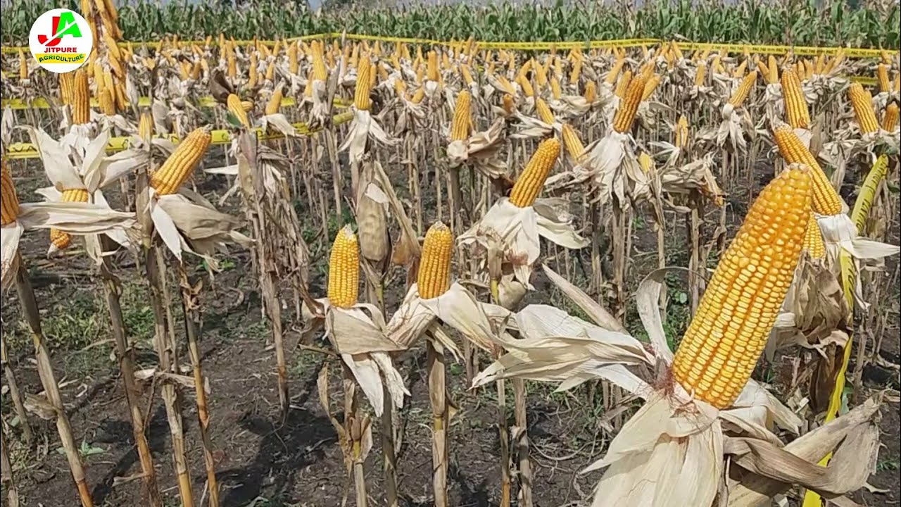 Maize hybrid , ADVANTA ADV 759 | EXCELLENT MAIZE HYBRID VARIETY - YouTube
