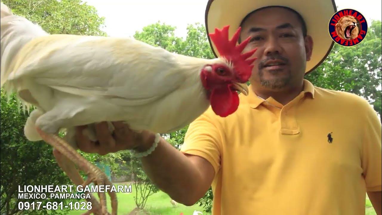 Lionheart Gamefarm Bloodline Super White Kelso Ep 2 - YouTube