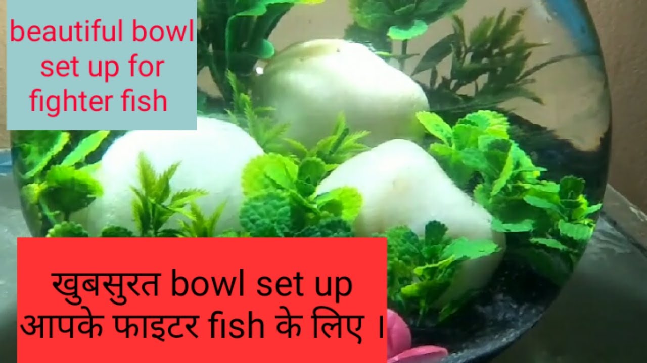 # video 81- fighter fish bowl set up...कैसे करे । - YouTube