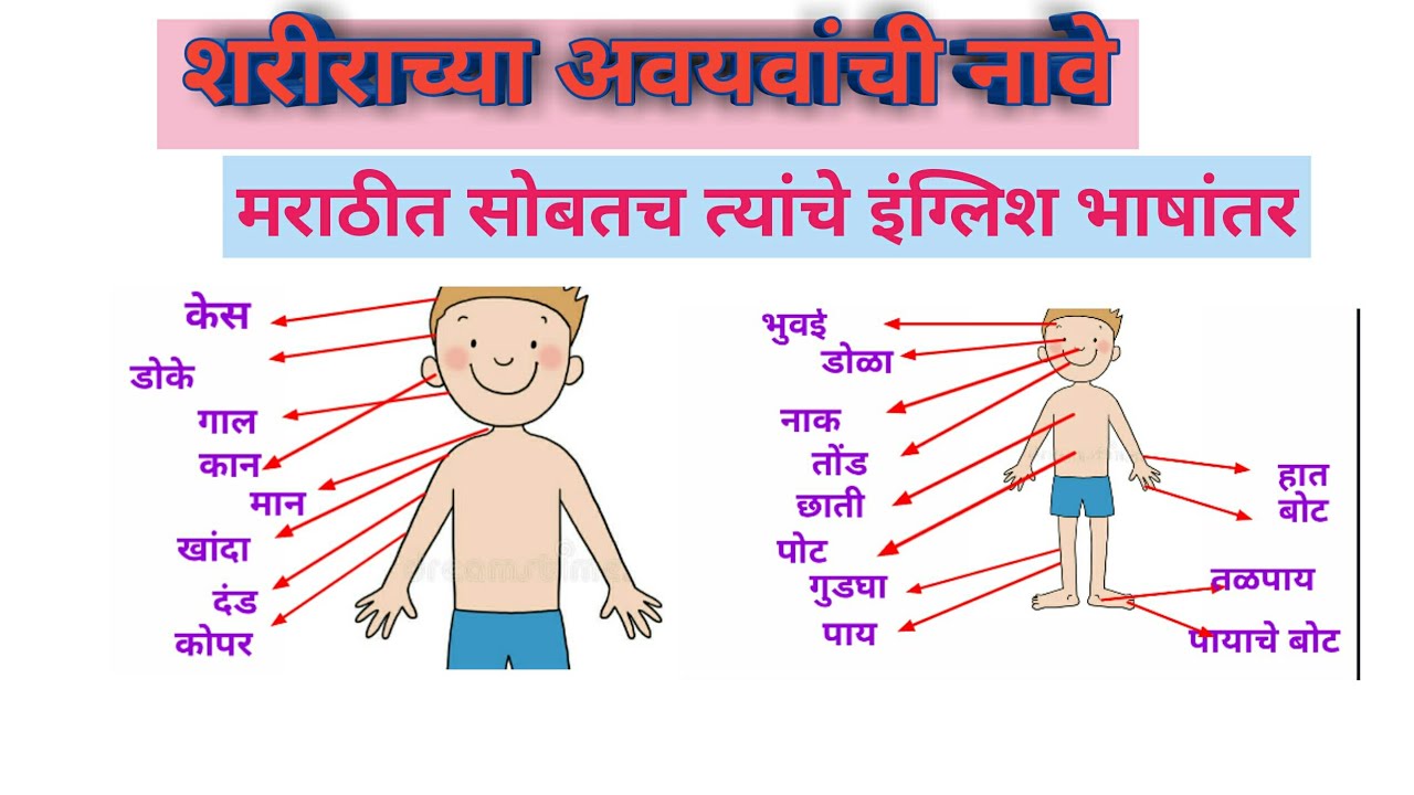 शरीराच्या अवयवांची नावे मराठी मध्ये । body Parts। शरीराचे अवयव।marathi ...