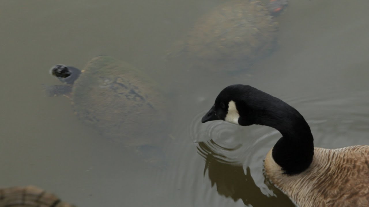 One Grumpy Goose and a Herd of Turtles - YouTube