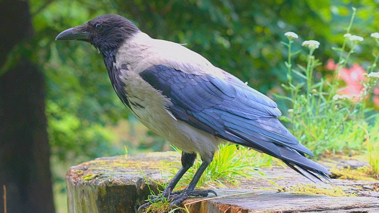 Hooded Crow on a Tree Stump Waiting for His Meal to be Served [4K ...