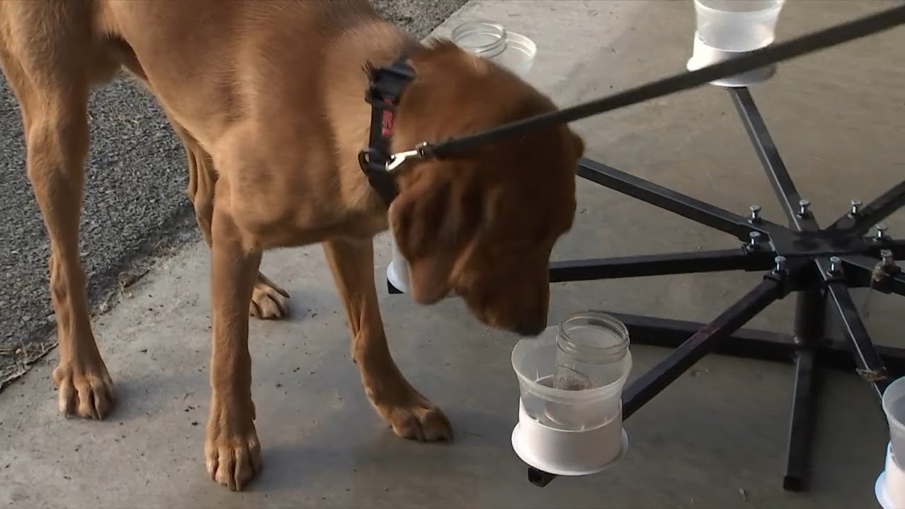 Meet Walker County's New Accelerant Detection Canine Team - YouTube