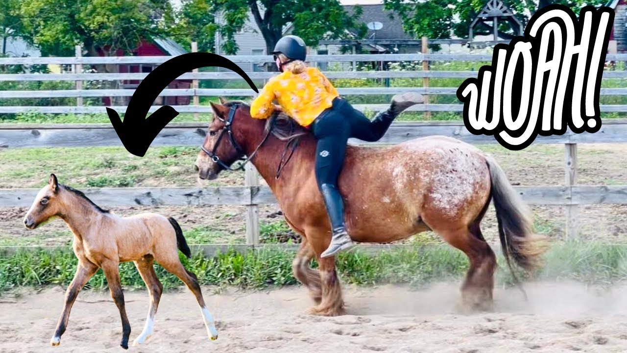 DID I FALL OFF?! Riding Bitless & Bareback - YouTube
